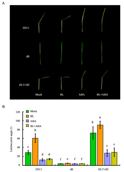 Abscisic Acid Represses Rice Lamina Joint Inclination by Antagonizing ...