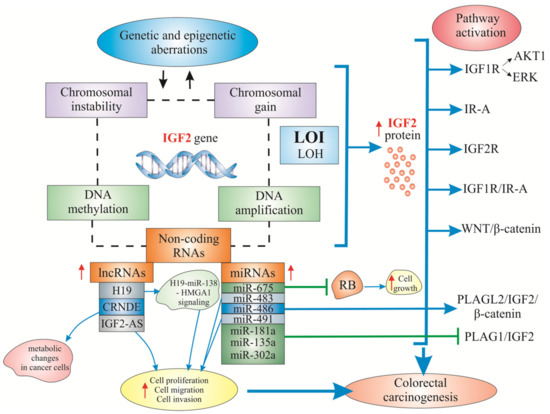 Insulin-Like Growth Factor 2 (IGF2) Signaling in Colorectal Cancer—From Basic Research to ...
