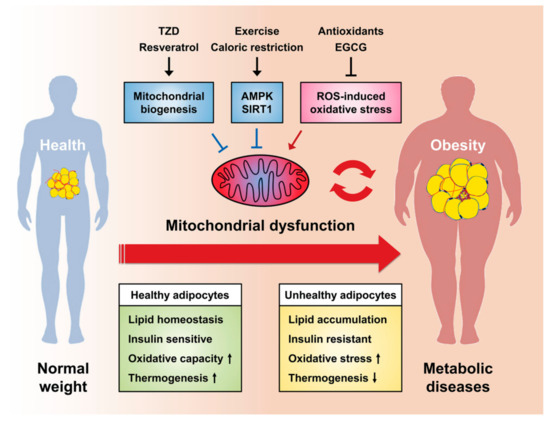Ijms Special Issue Molecular Research On Obesity And Metabolic Diseases