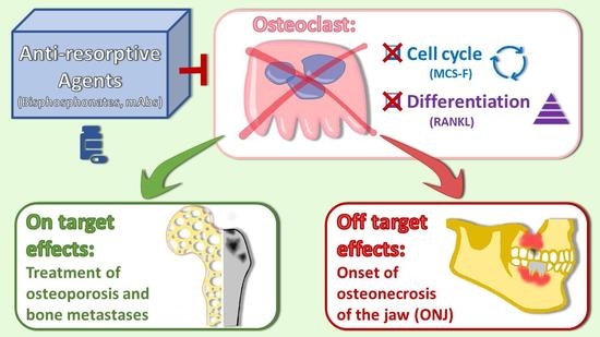 IJMS | Free Full-Text | From Osteoclast Differentiation to ...