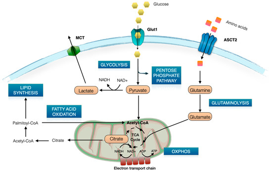 Pharmacological Targeting of GLUT1 to Control Autoreactive T Cell Responses