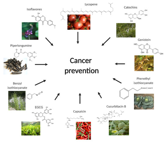 Ijms Free Full Text Role Of Phytochemicals In Cancer Prevention