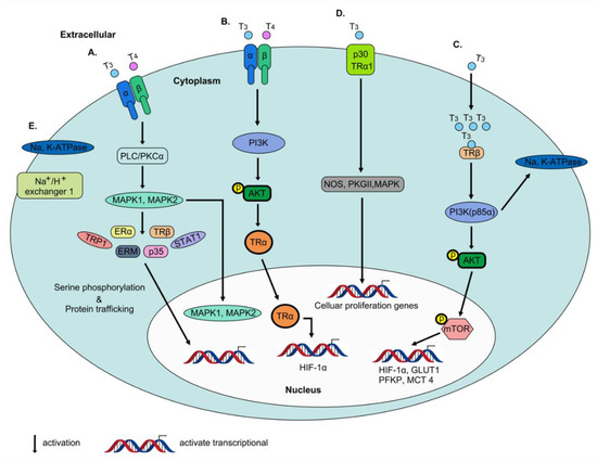 Molecular Functions of Thyroid Hormone Signaling in Regulation of ...