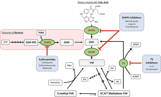 IJMS | Free Full-Text | Folic Acid Antagonists: Antimicrobial and ...