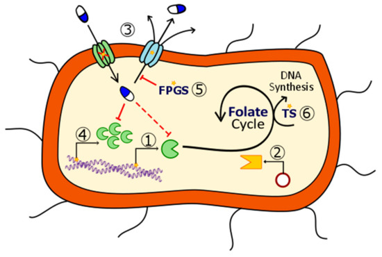 Folic Acid Antagonists: Antimicrobial and Immunomodulating Mechanisms ...