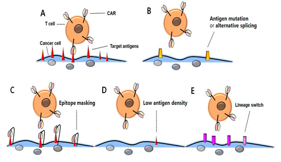 Resistance Mechanisms to CAR T-Cell Therapy and Overcoming Strategy in B-Cell Hematologic ...