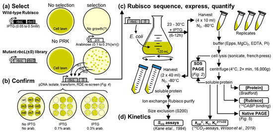 Directed Evolution of an Improved Rubisco; In Vitro Analyses to ...