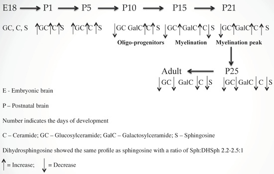 Ceramide and Sphingosine Regulation of Myelinogenesis: Targeting Serine ...