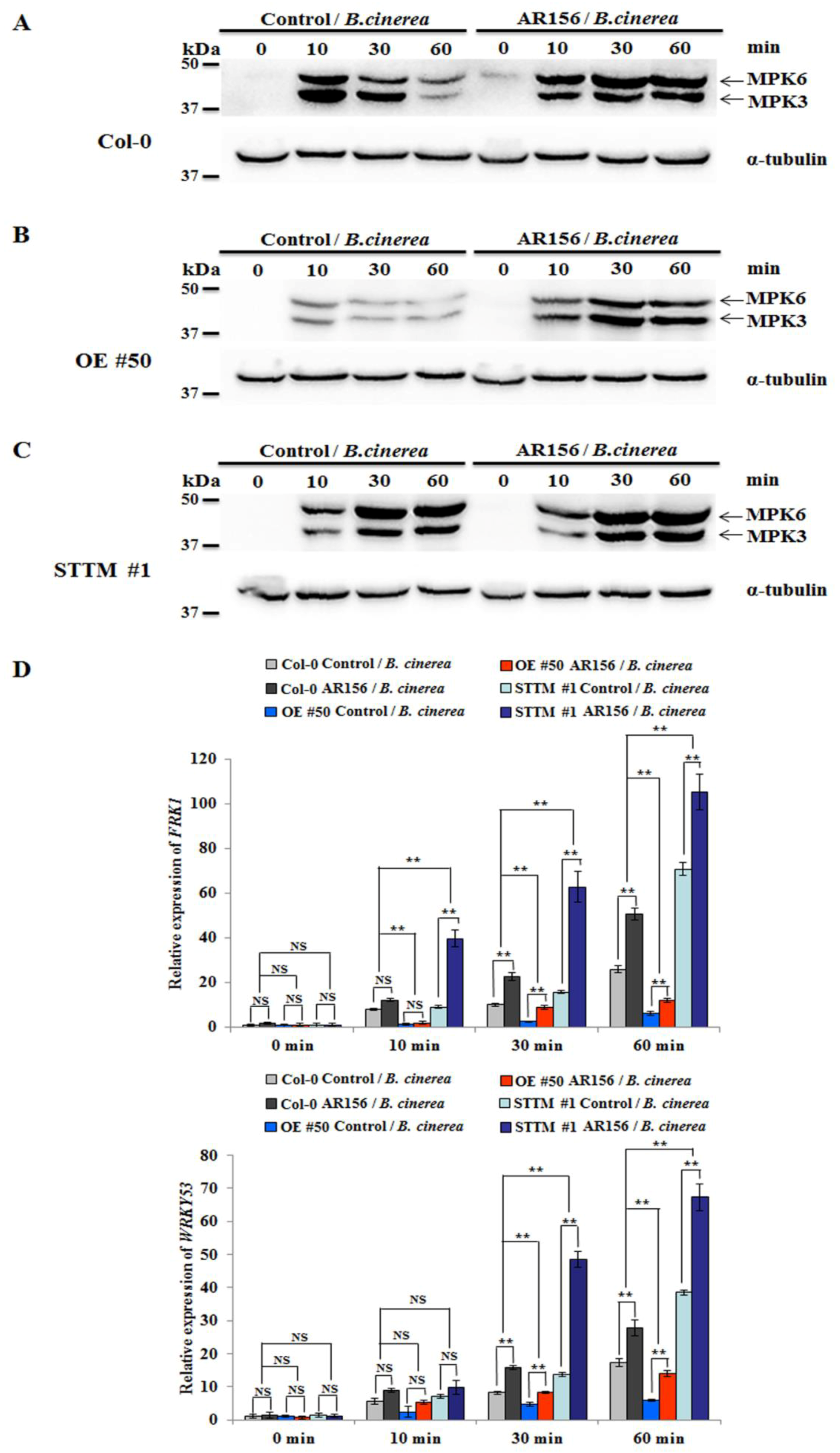 Function of miR825 and miR825* as Negative Regulators in Bacillus ...
