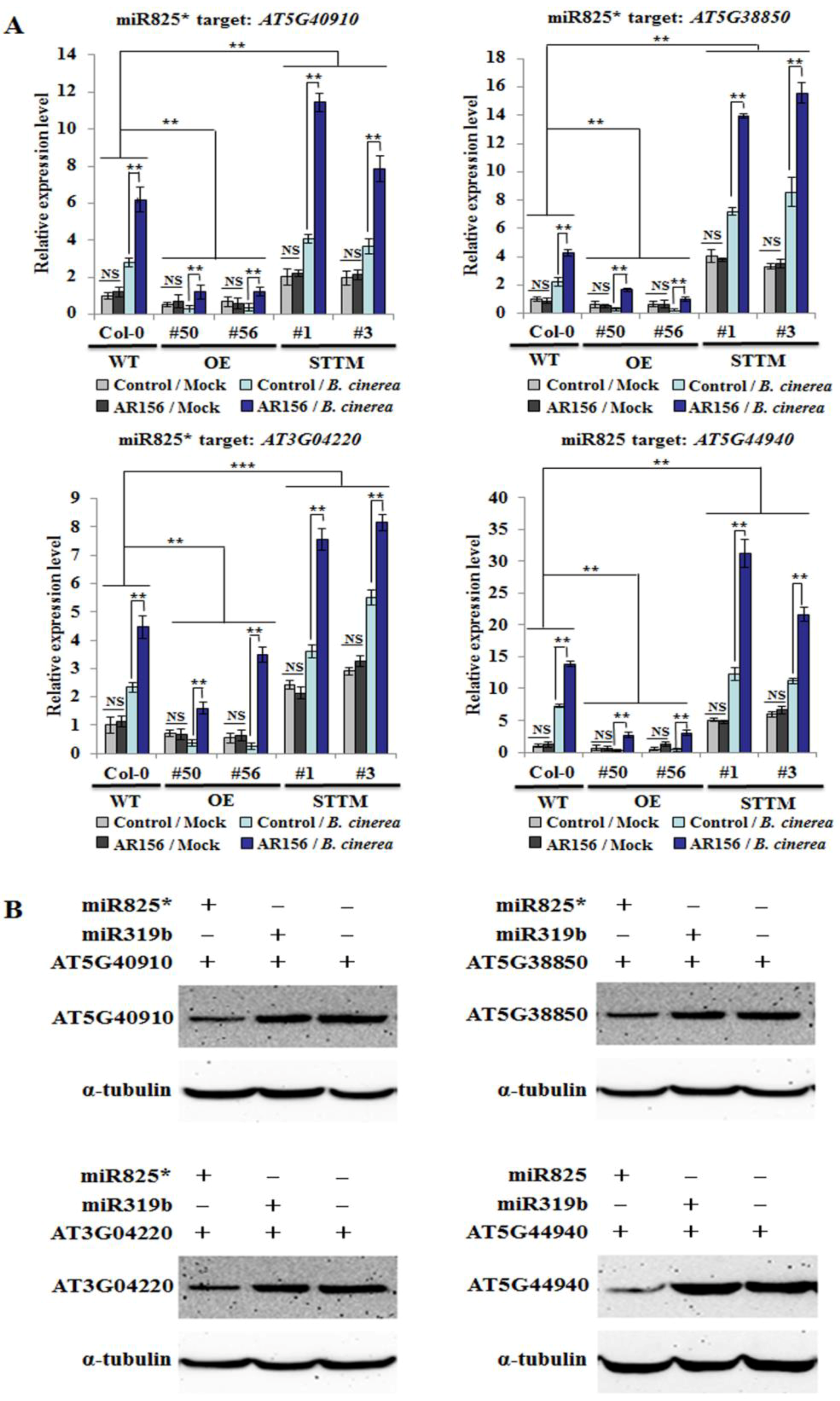Function of miR825 and miR825* as Negative Regulators in Bacillus ...