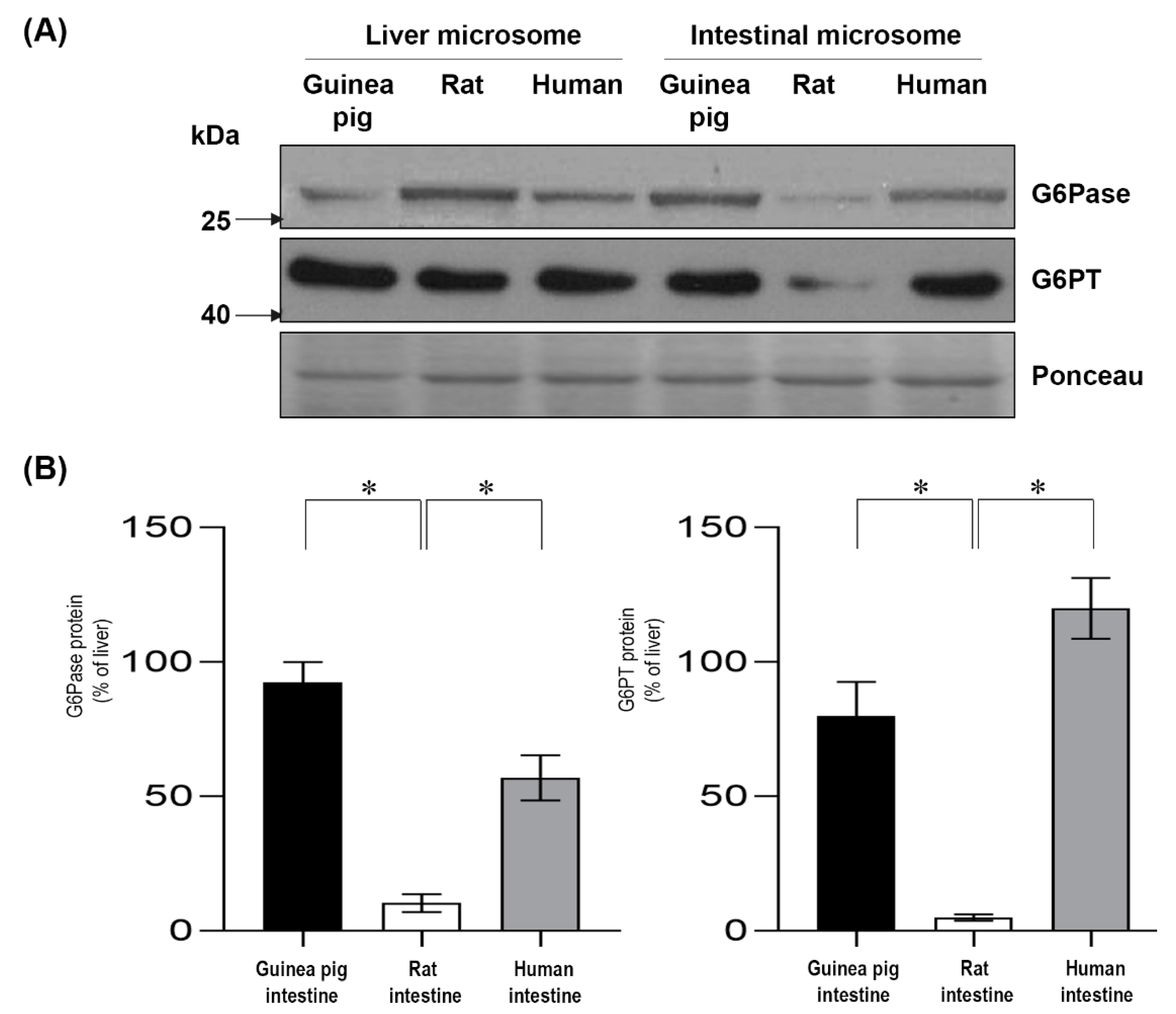 Species-Specific Glucose-6-Phosphatase Activity in the Small Intestine ...