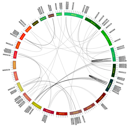IJMS | Free Full-Text | Genome-Wide Identification, Gene Structure and ...