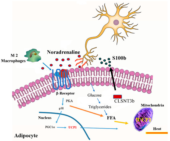 The Beige Adipocyte as a Therapy for Metabolic Diseases