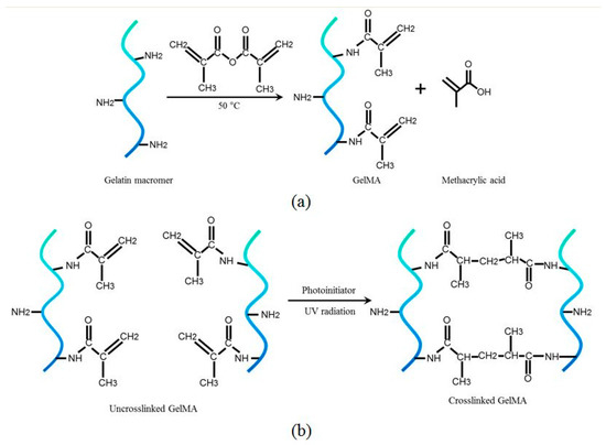 IJMS | Free Full-Text | Effects of Encapsulated Cells on the Physical–Mechanical Properties and ...