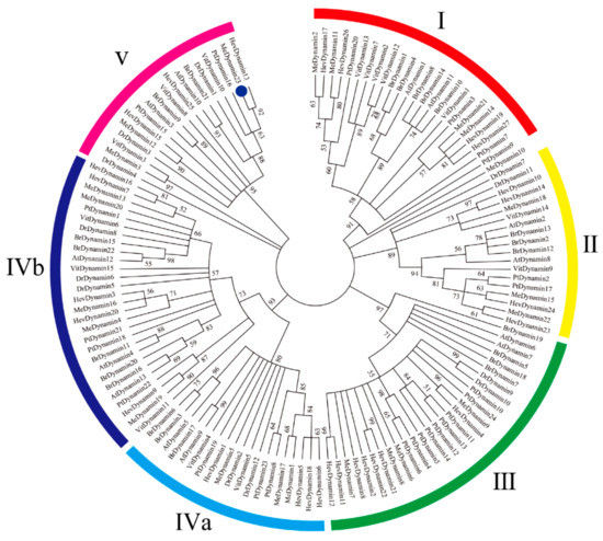Genome-Wide Analysis of Dynamin Gene Family in cassava (Manihot ...