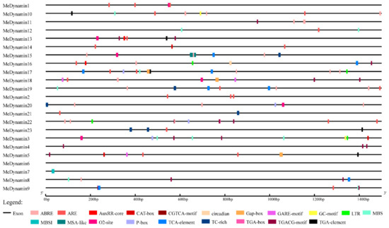 Genome-Wide Analysis of Dynamin Gene Family in cassava (Manihot ...