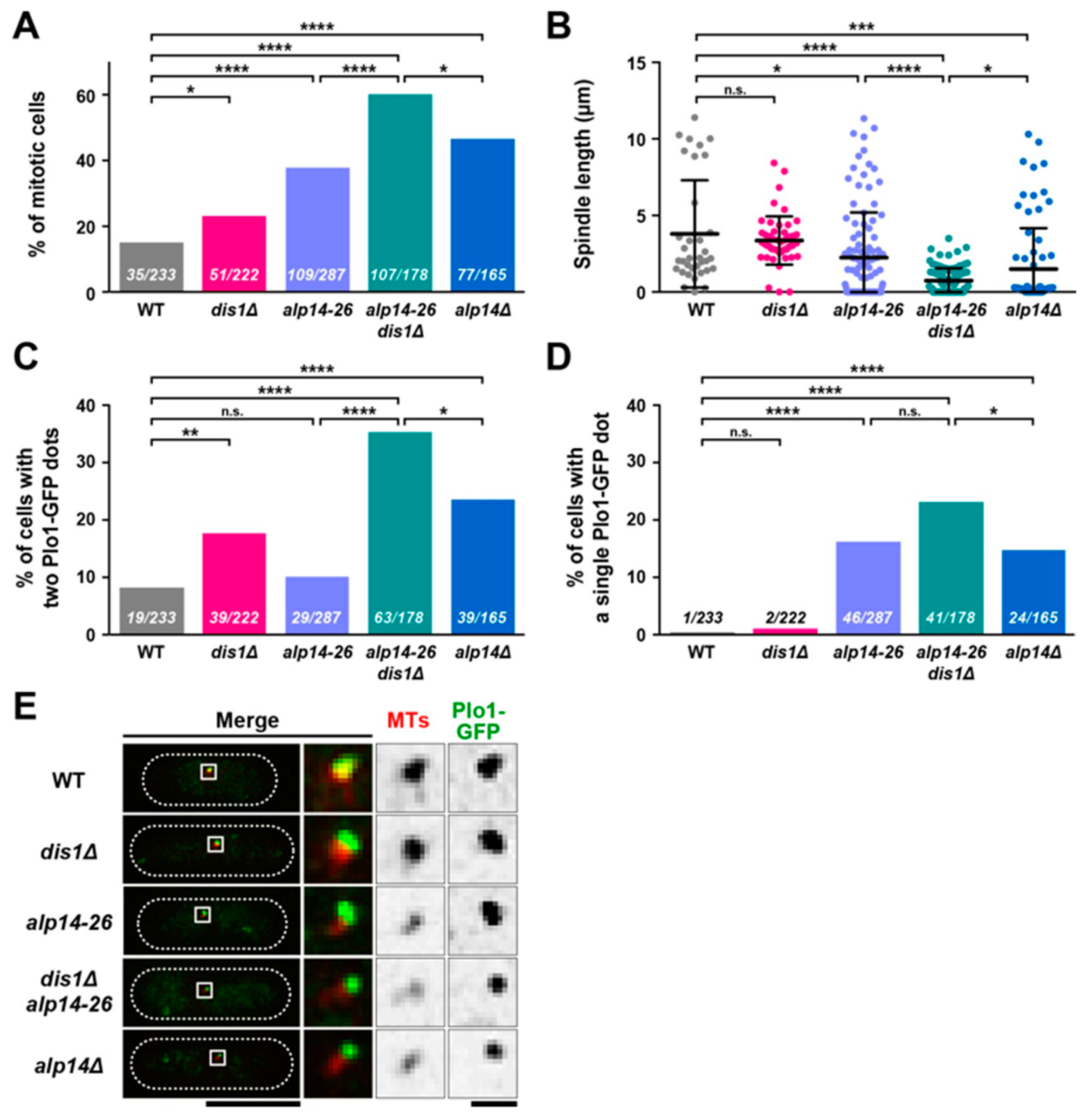 Two XMAP215/TOG Microtubule Polymerases, Alp14 and Dis1, Play Non ...