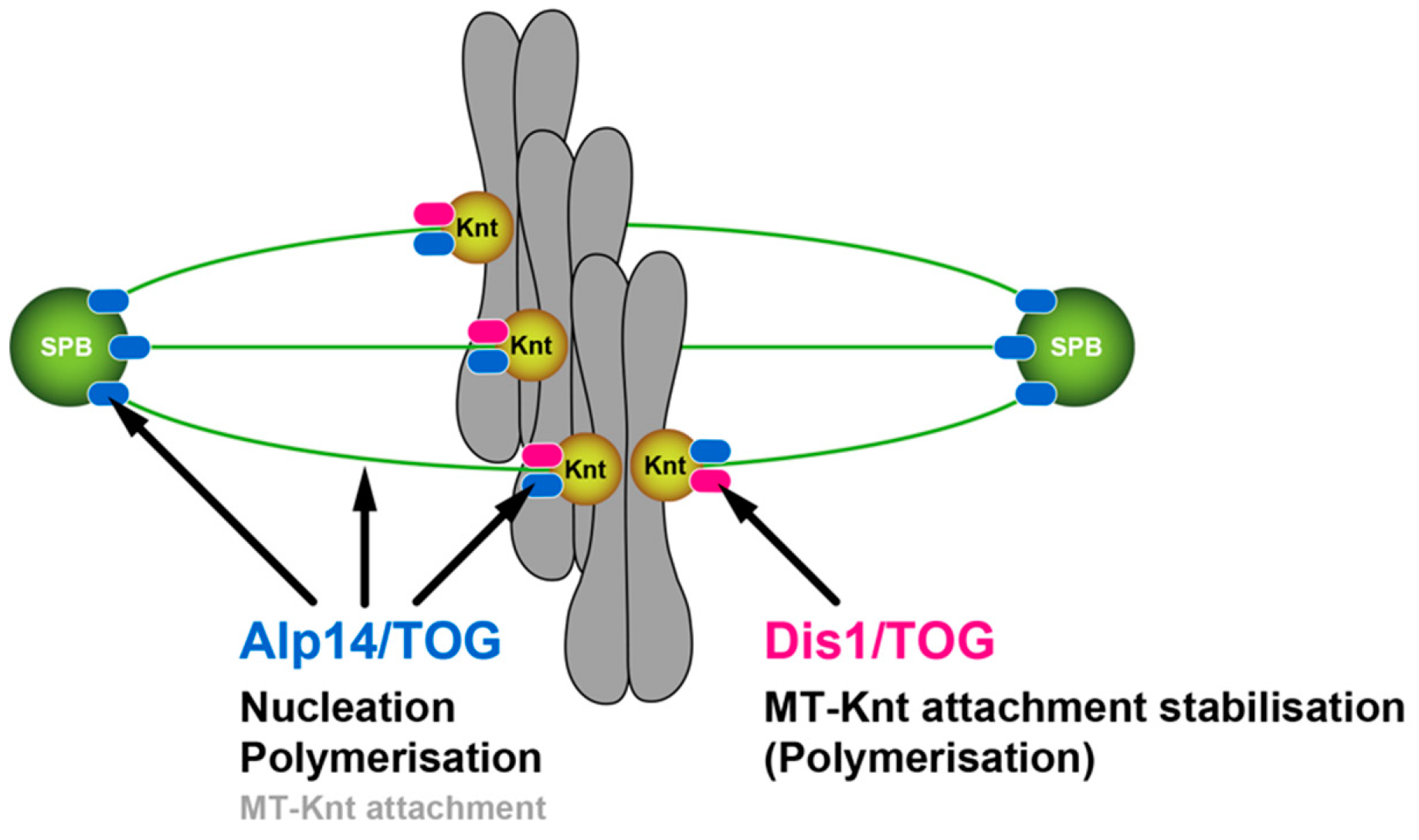 Two XMAP215/TOG Microtubule Polymerases, Alp14 and Dis1, Play Non ...