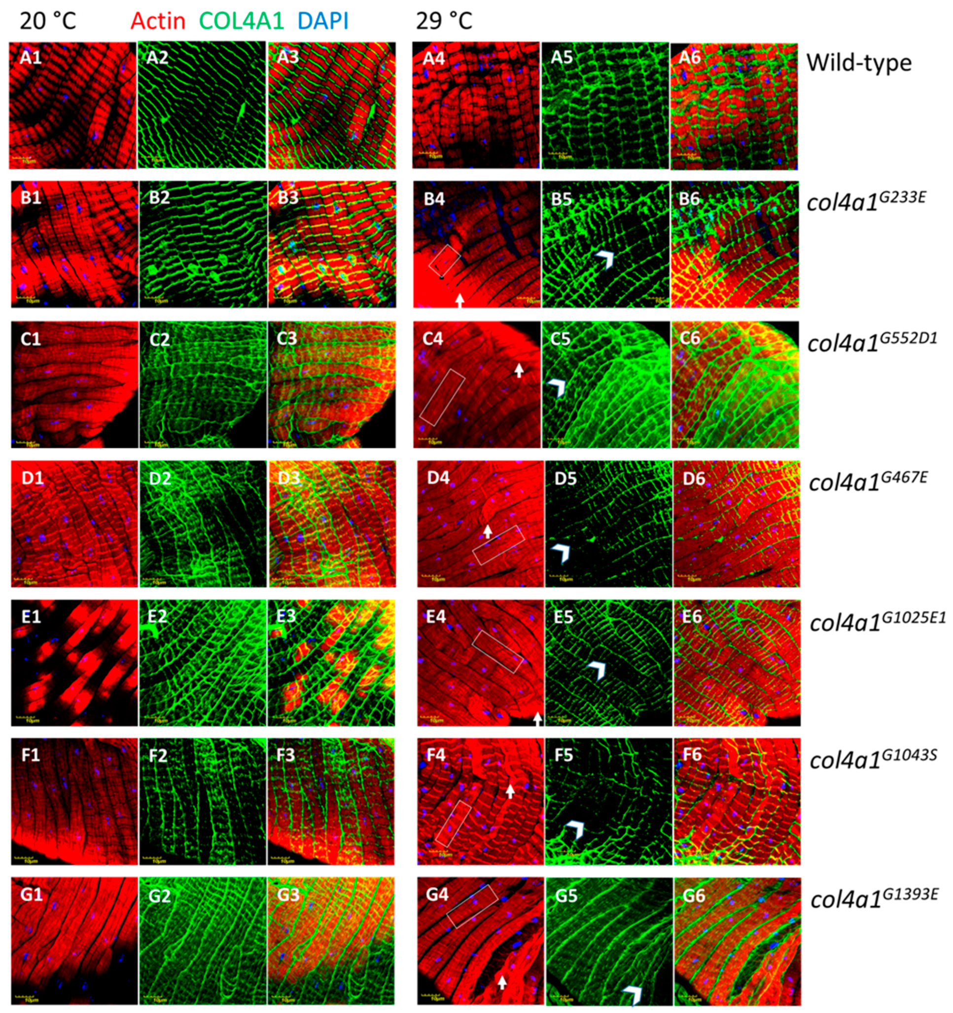 Type IV Collagen Is Essential for Proper Function of Integrin-Mediated ...