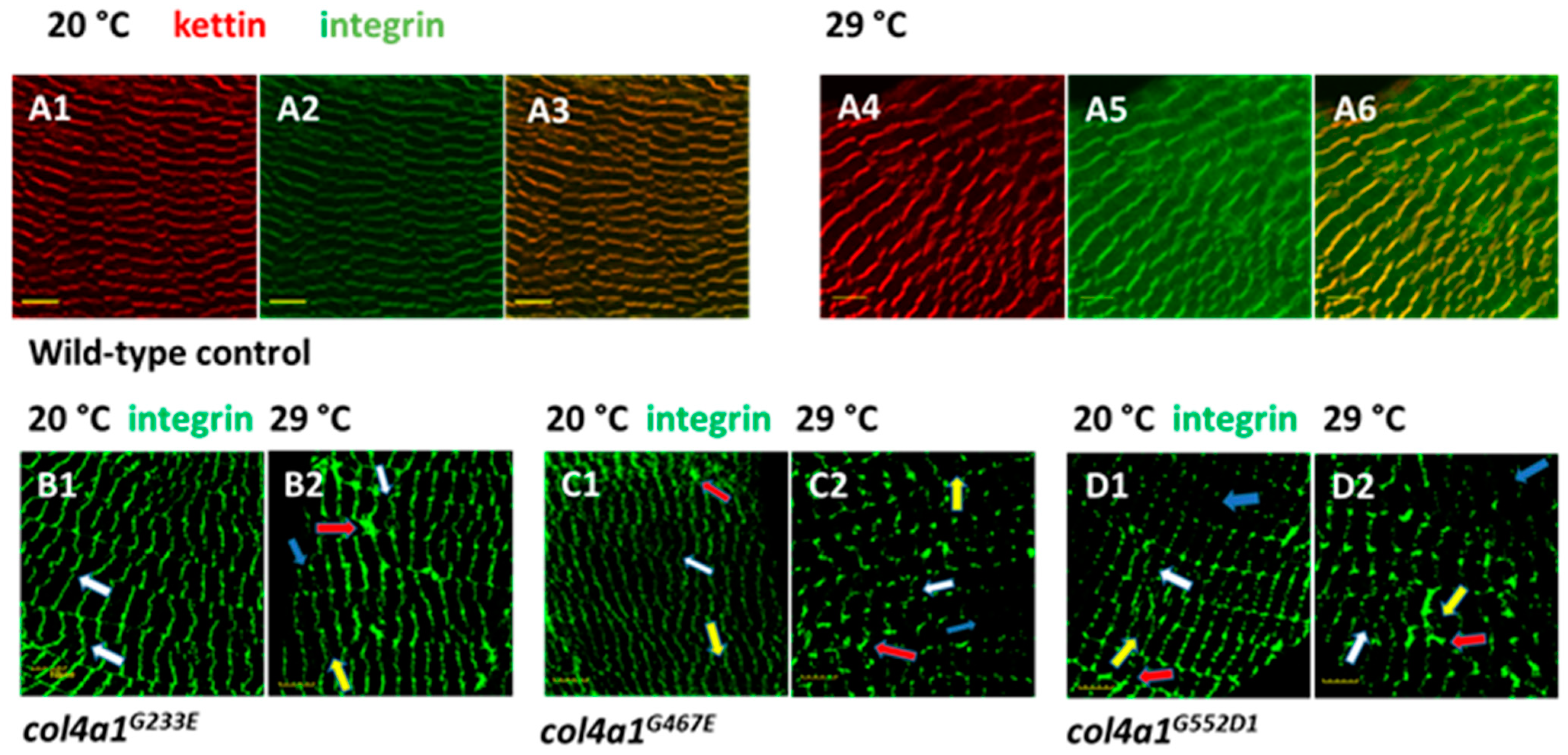 Type IV Collagen Is Essential for Proper Function of Integrin-Mediated ...