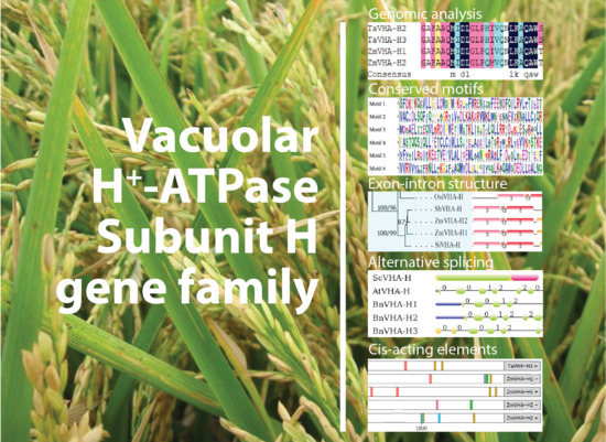 IJMS | Free Full-Text | Genome-Wide Identification and Characterization ...