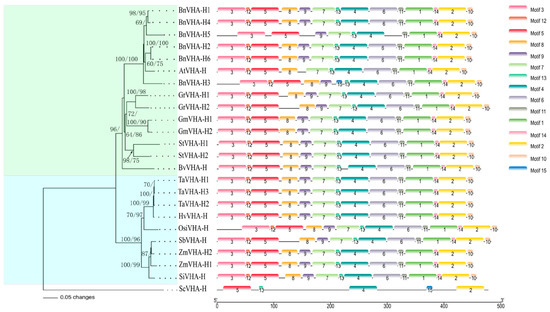 Genome-Wide Identification and Characterization of the Vacuolar H+ ...