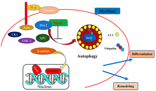 Myoferlin Regulates Wnt/β-Catenin Signaling-Mediated Skeletal Muscle ...