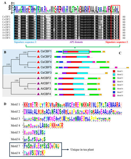 Identification of CBF Transcription Factors in Tea Plants and a Survey ...