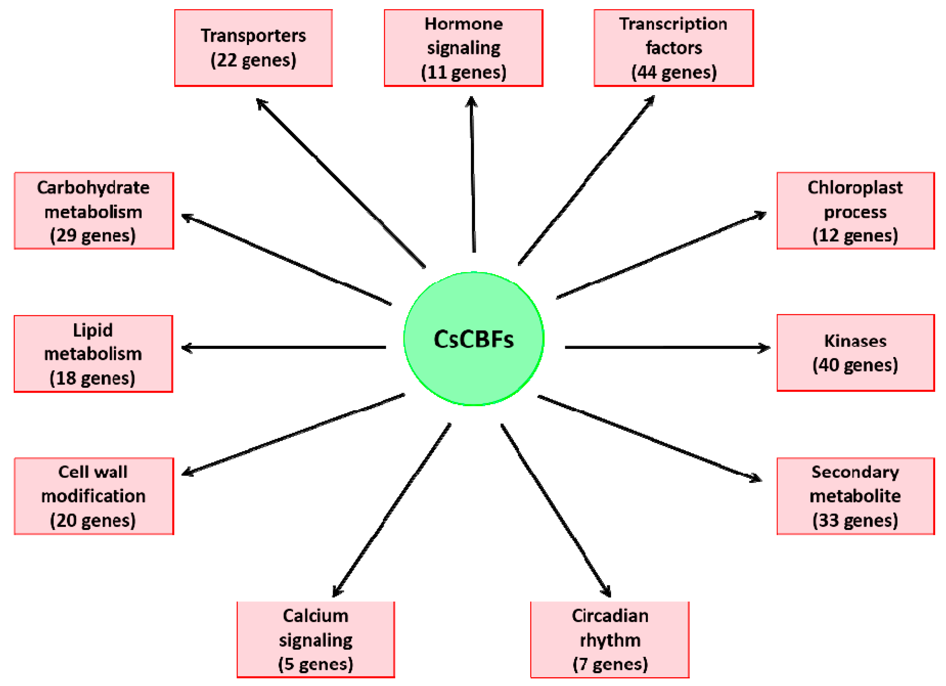 Identification of CBF Transcription Factors in Tea Plants and a Survey ...