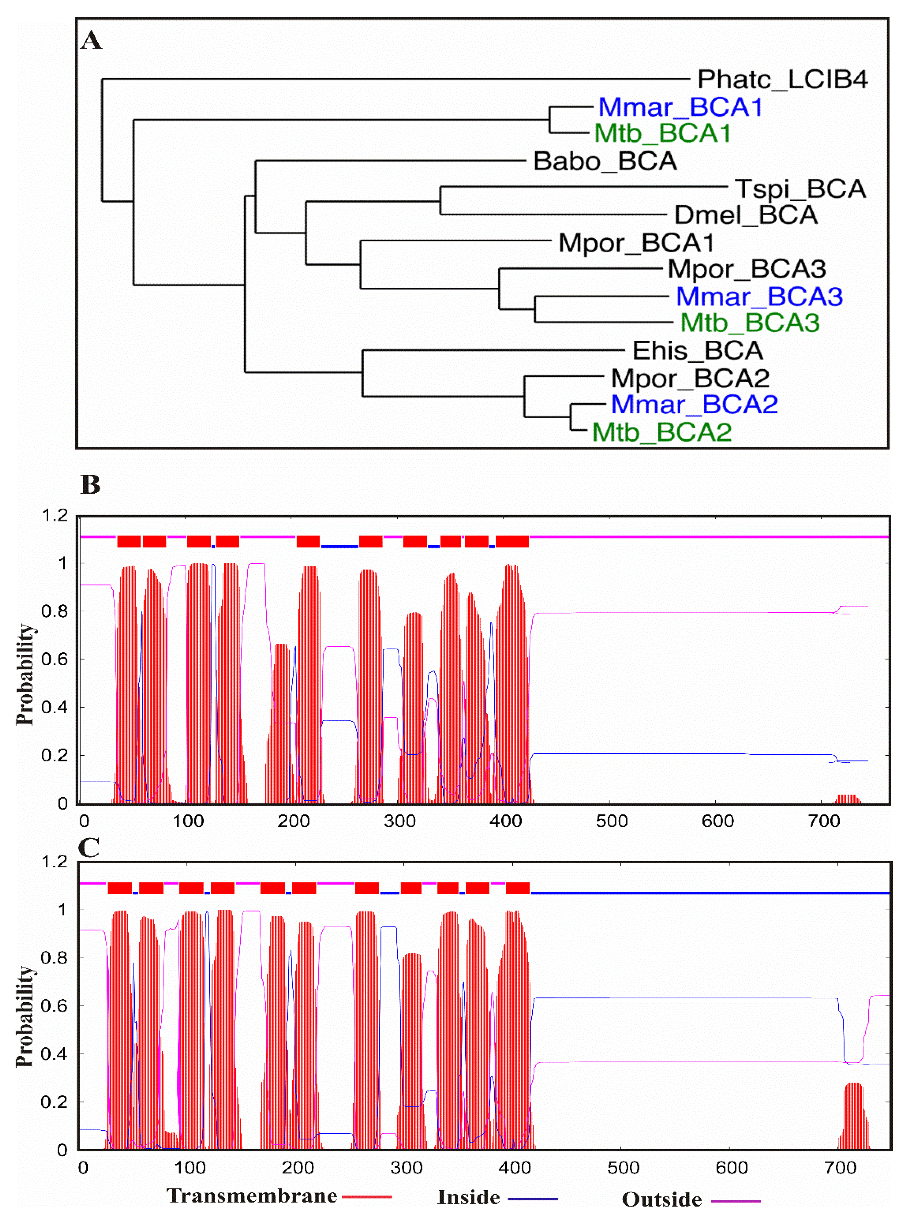 Mycobacterium tuberculosis β-Carbonic Anhydrases: Novel Targets for ...