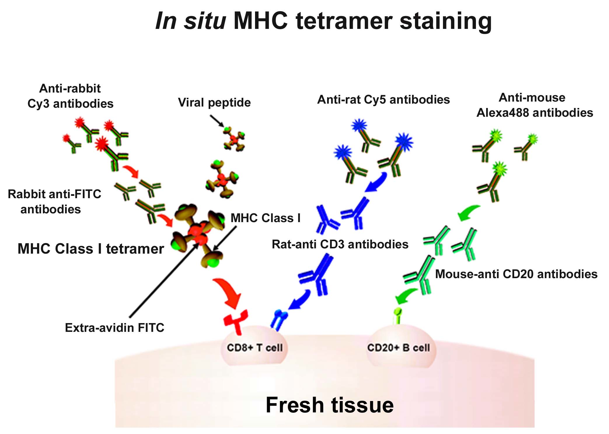 IJMS | Free Full-Text | Detection of Antigen-Specific T Cells Using In ... IJMS | Free Full-Text | Detection of Antigen-Specific T Cells Using In ...