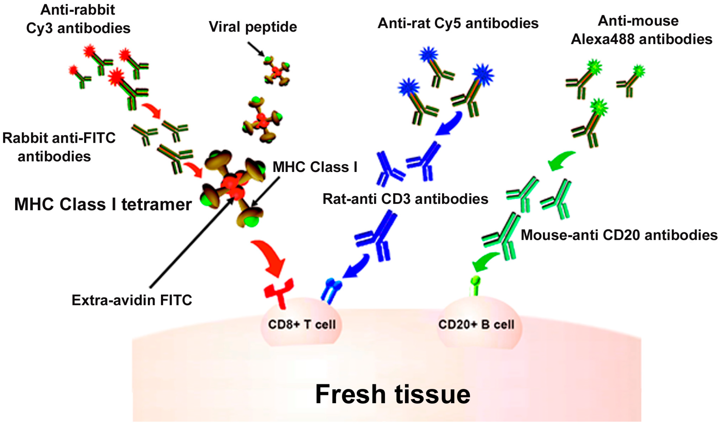 Detection of Antigen-Specific T Cells Using In Situ MHC Tetramer Staining