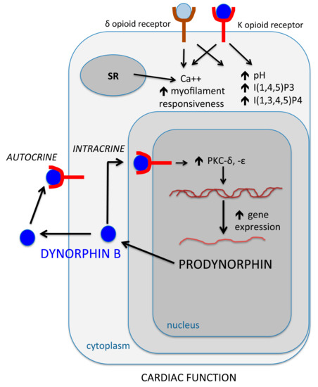 Intracrine Endorphinergic Systems in Modulation of Myocardial ...