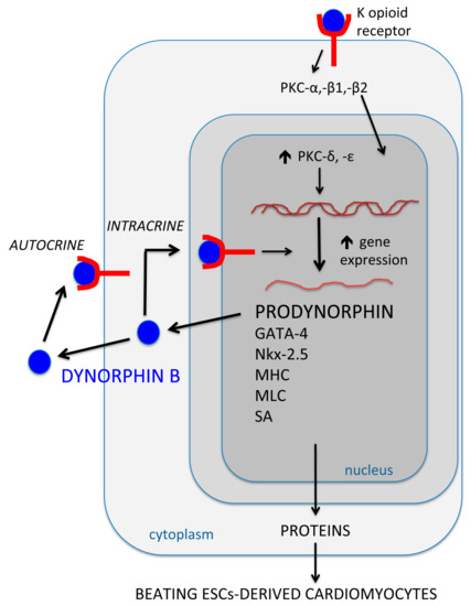 Intracrine Endorphinergic Systems in Modulation of Myocardial ...