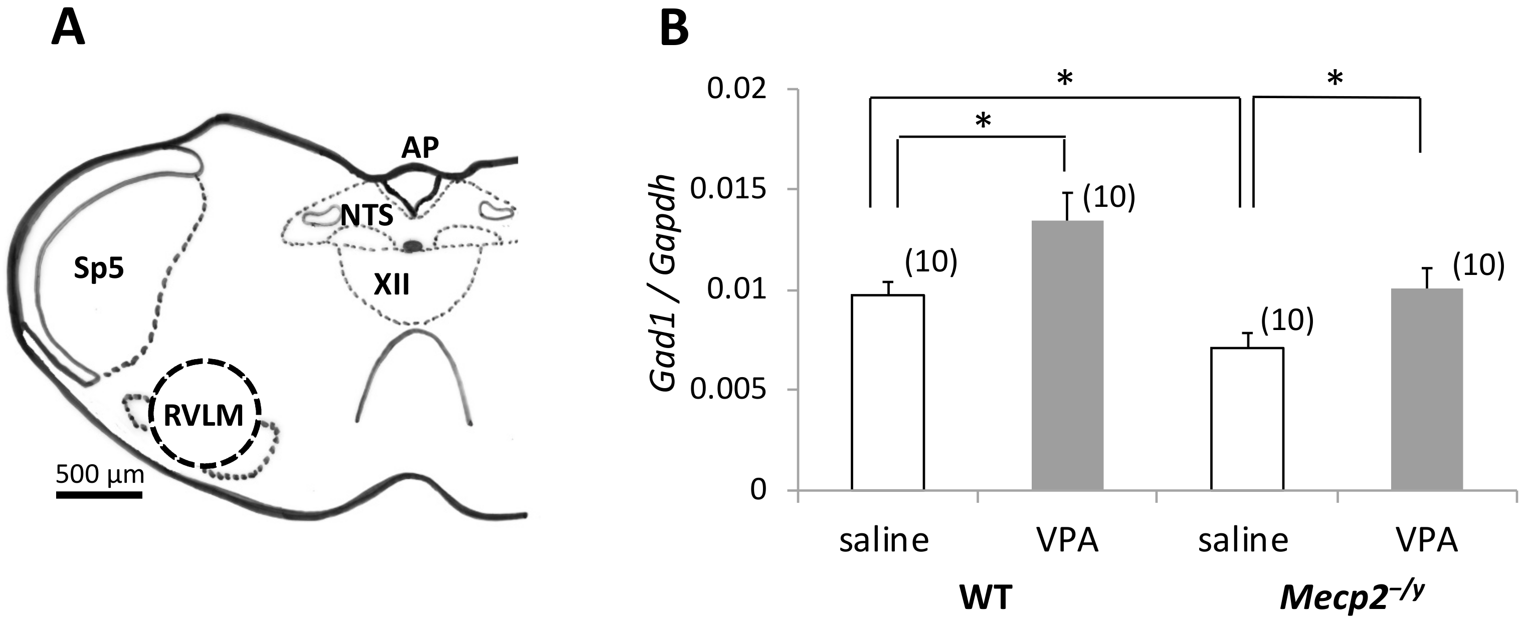 IJMS | Free Full-Text | Early Postnatal Treatment with Valproate ...