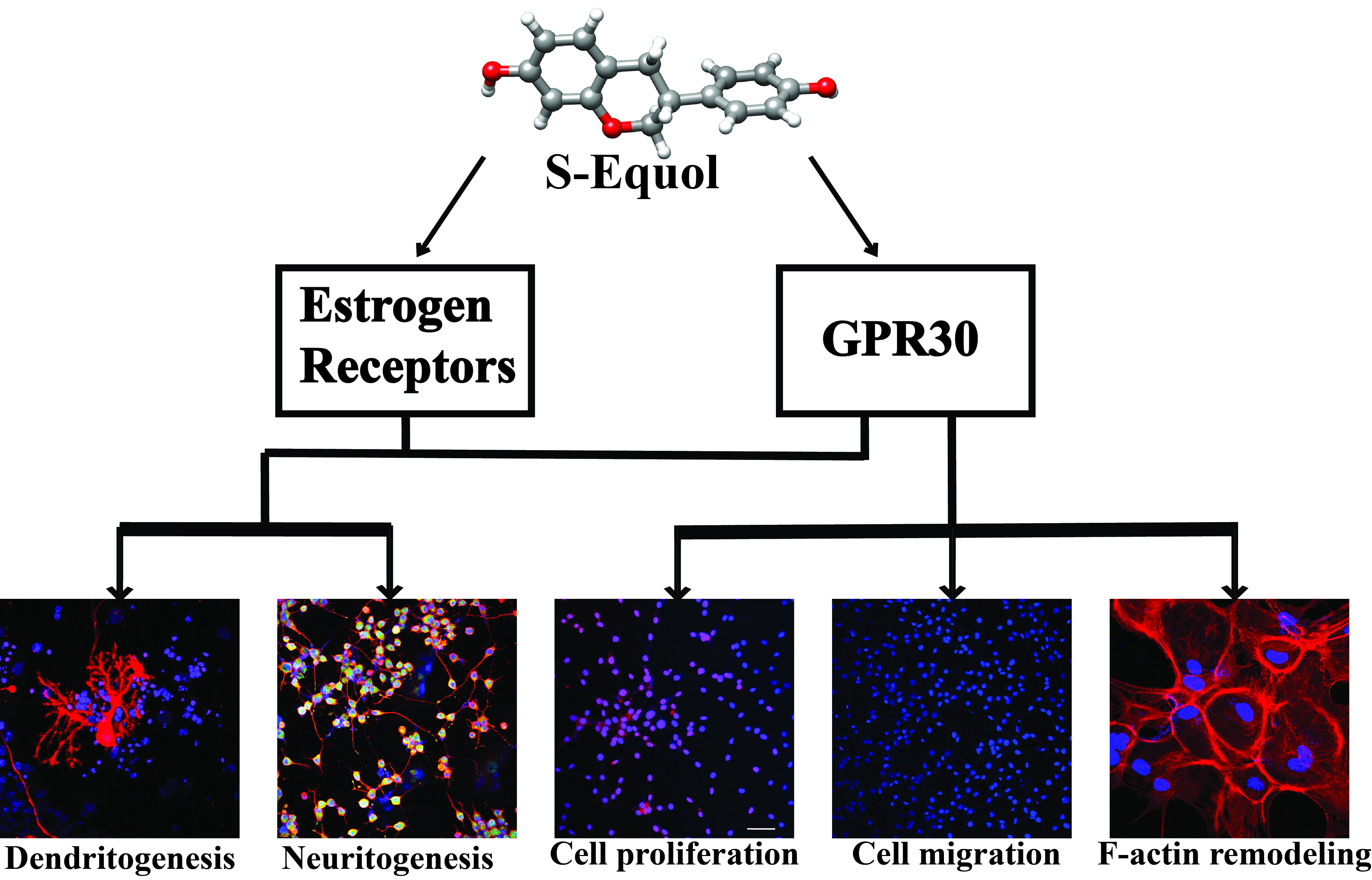 IJMS | Free Full-Text | A Novel Mechanism of S-equol Action in Neurons ...