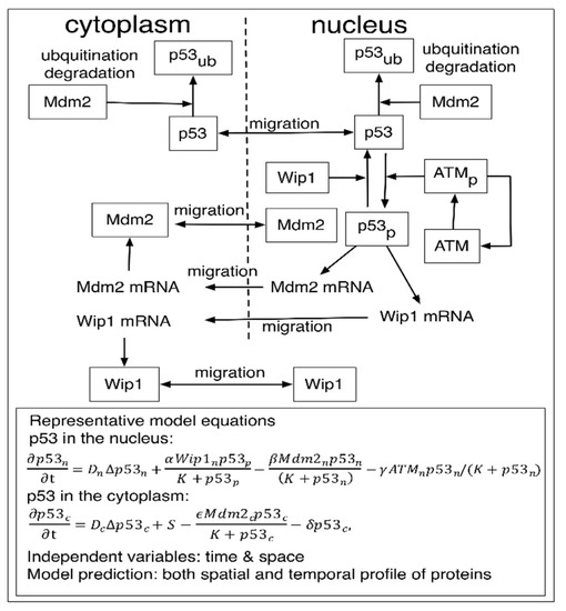 Mathematical Modeling of p53 Pathways
