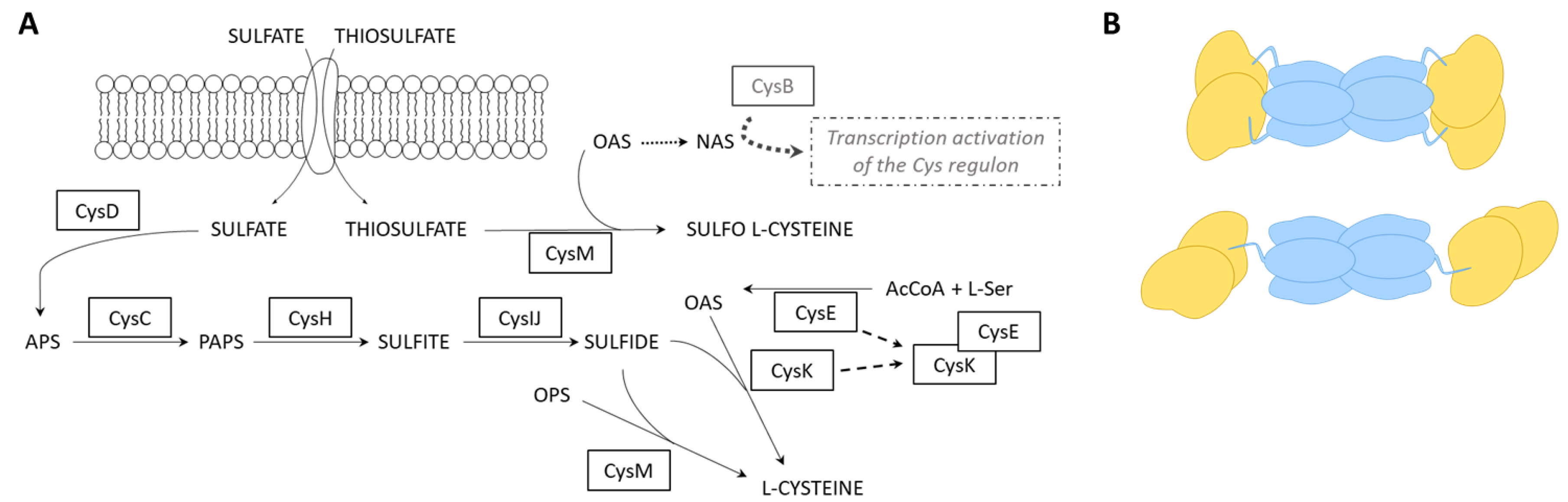 Combination of SAXS and Protein Painting Discloses the Three ...
