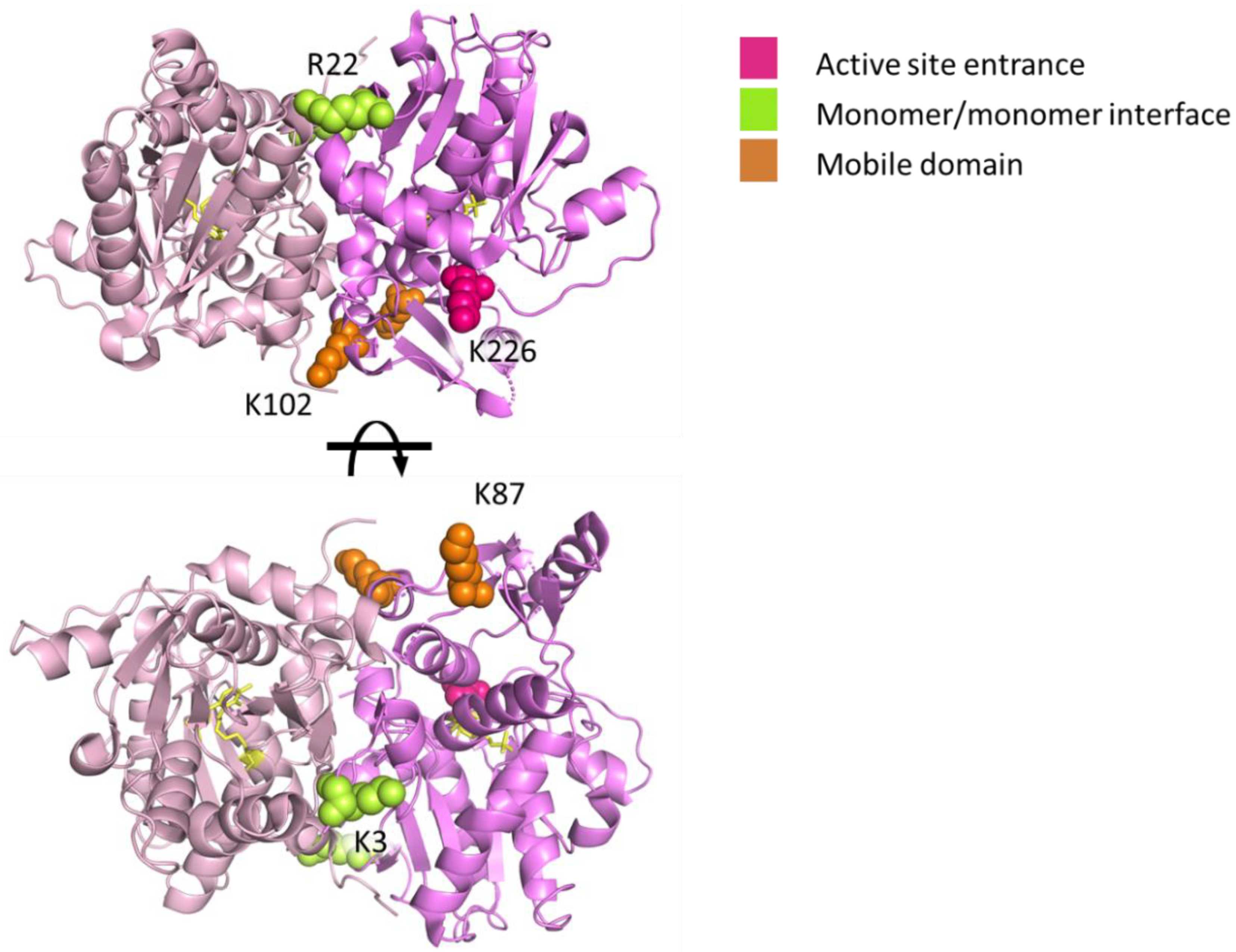 Combination of SAXS and Protein Painting Discloses the Three ...