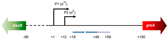 Autoregulation of greA Expression Relies on GraL Rather than on greA ...