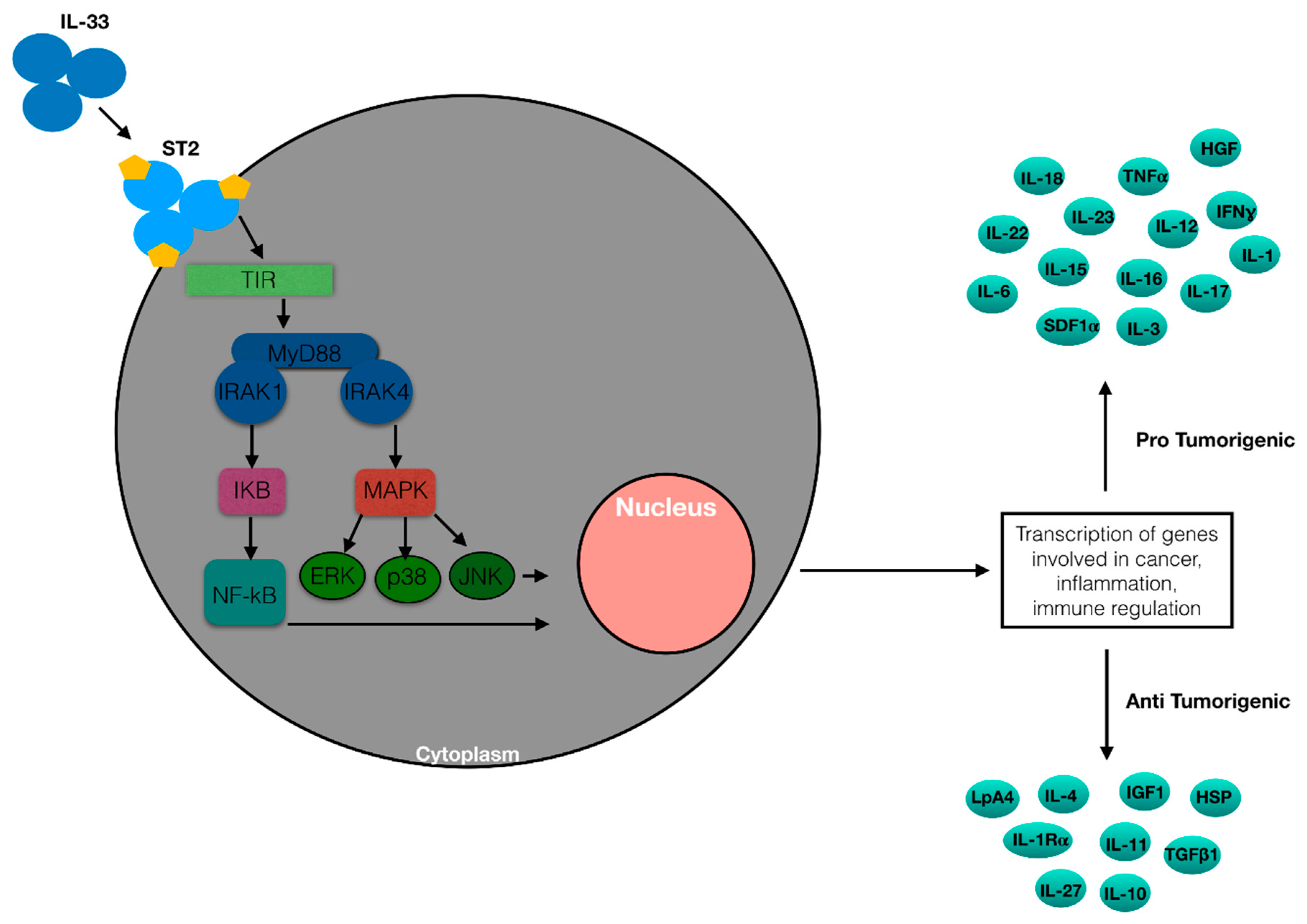 The ST2/Interleukin-33 Axis in Hematologic Malignancies: The IL-33 Paradox
