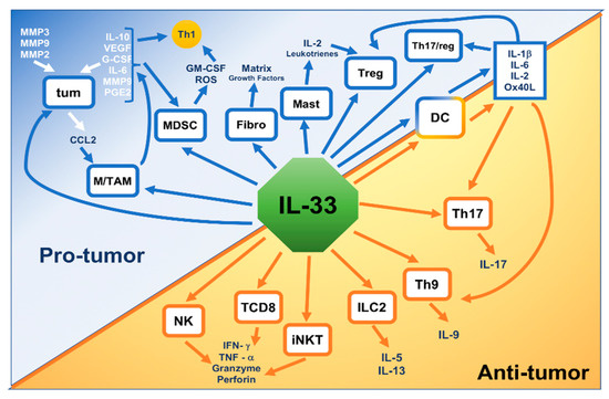 The ST2/Interleukin-33 Axis in Hematologic Malignancies: The IL-33 Paradox