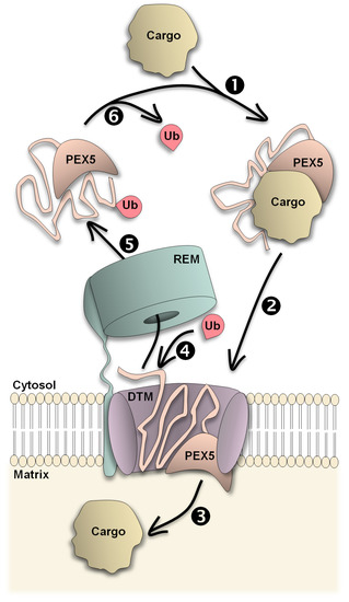 IJMS | Free Full-Text | A Mechanistic Perspective on PEX1 and PEX6, Two ...