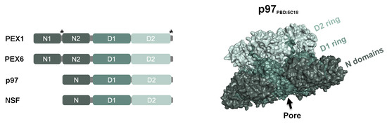 IJMS | Free Full-Text | A Mechanistic Perspective on PEX1 and PEX6, Two ...