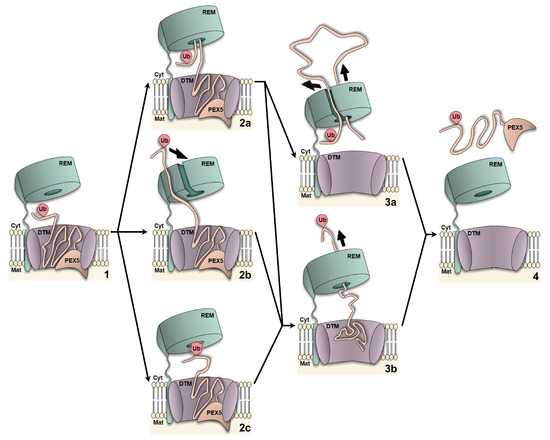 IJMS | Free Full-Text | A Mechanistic Perspective on PEX1 and PEX6, Two ...