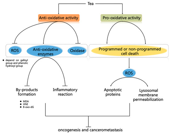 Tea and Its Components Prevent Cancer: A Review of the Redox-Related ...