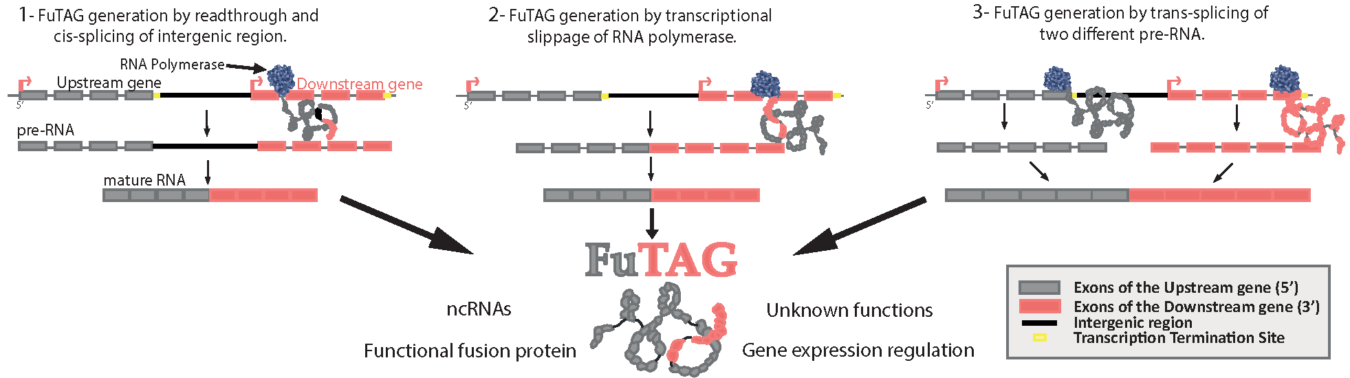 Ijms Free Full Text Fusion Transcripts Of Adjacent Genes New