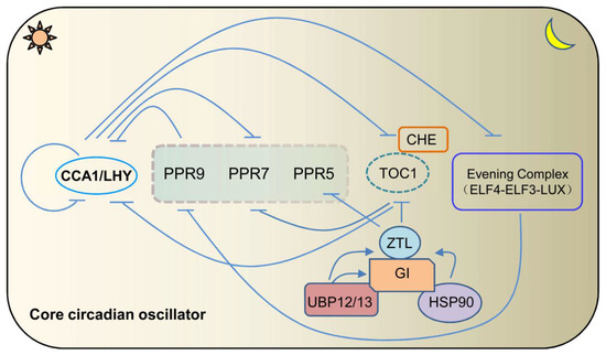 Novel Crosstalks between Circadian Clock and Jasmonic Acid Pathway Finely Coordinate the ...