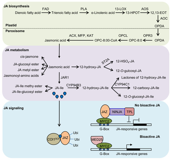IJMS | Special Issue : Jasmonic Acid Pathway in Plants