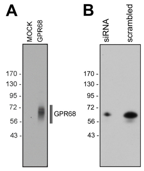 Comprehensive Assessment of GPR68 Expression in Normal and Neoplastic ...